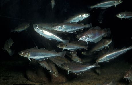 Fish Whiting Merlangius Merlangus Shoal Few Editorial Stock Photo ...