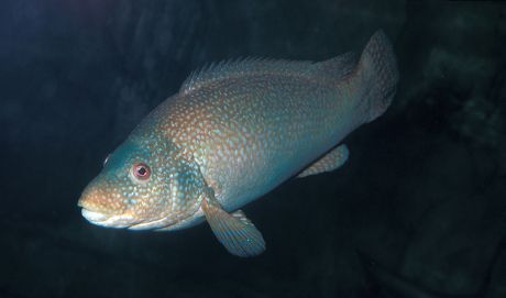 Ballan Wrasse Labrus Bergylta Swimming Editorial Stock Photo - Stock ...