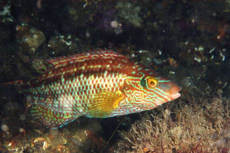 Corkwing Wrasse Symphodus Melops Adult Breeding Editorial Stock Photo ...