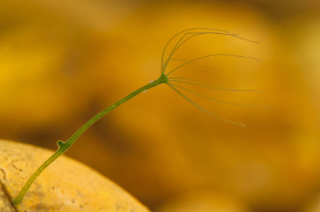 Green Hydra Chlorohydra Viridissima Adult Process Editorial Stock Photo ...