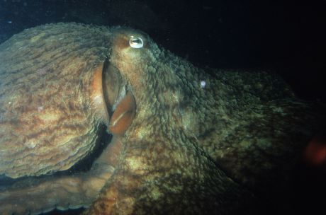 Pacific Giant Octopus Enteroctopus Dofleini Adult Editorial Stock Photo ...