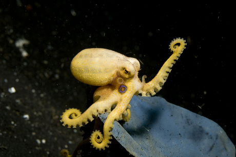 Poison Ocellate Octopus Octopus Mototi Adult Editorial Stock Photo ...