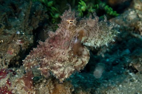 Algae Octopus Abdopus Aculeatus Adult Ambon Editorial Stock Photo ...