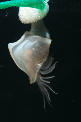 Buoy Barnacle Dosima Fascicularis Adult Attached Editorial Stock Photo ...