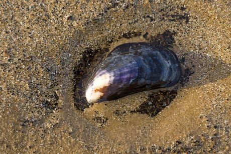 Common Mussel Mytilus Edulis Shell On Editorial Stock Photo - Stock ...
