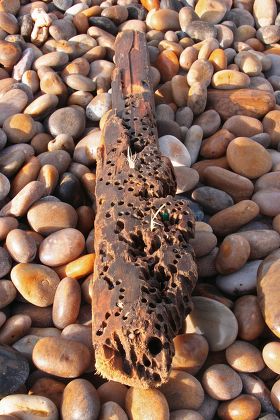 Shipworm Teredinidae Sp Holes Bored Into Editorial Stock Photo - Stock ...