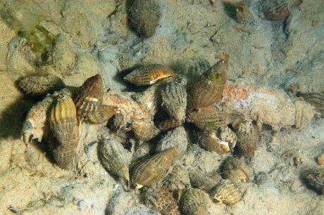 7 Dogwhelks Stock Pictures, Editorial Images and Stock Photos ...