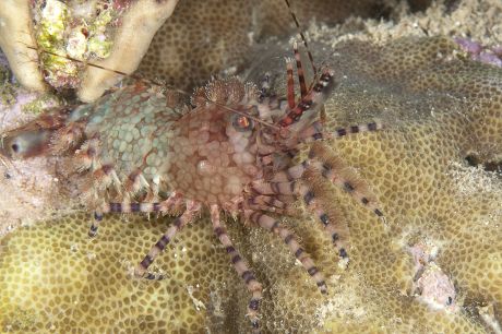 Marbled Shrimp Saron Marmoratus Adult Night Editorial Stock Photo ...