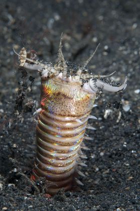 Bobbit Worm Eunice Aphroditois Adult Jaws Editorial Stock Photo - Stock ...
