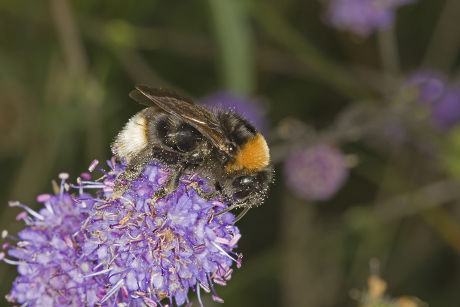 Vestal Cuckoo Bumblebee Bombus Vestalis Adult Editorial Stock Photo ...