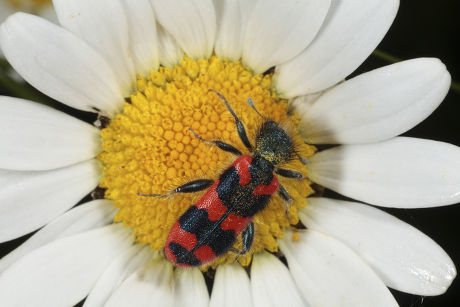 Checkered Bee Beetle Trichodes Apiarius Adult Editorial Stock Photo ...