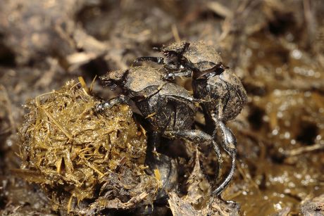Dung Beetle Sisyphus Schaefferi Adult Pair Editorial Stock Photo ...
