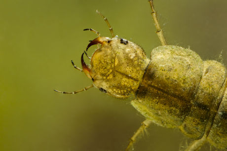 17 Beetle tank Stock Pictures, Editorial Images and Stock Photos ...