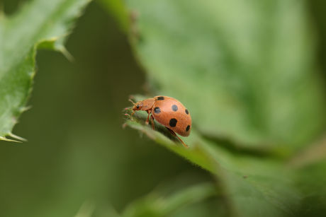Bryony Ladybird Henosepilachna Argus Adult Resting Editorial Stock ...