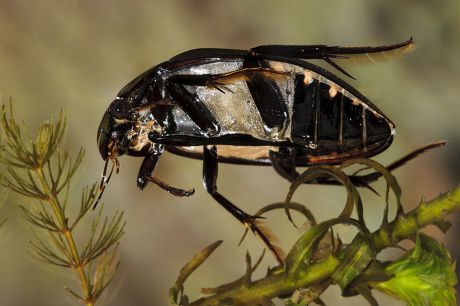 17 Beetle tank Stock Pictures, Editorial Images and Stock Photos ...