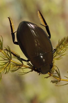 17 Beetle tank Stock Pictures, Editorial Images and Stock Photos ...