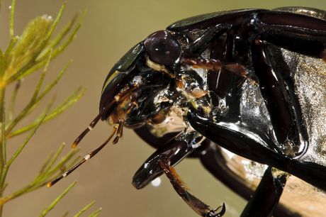 17 Beetle tank Stock Pictures, Editorial Images and Stock Photos ...