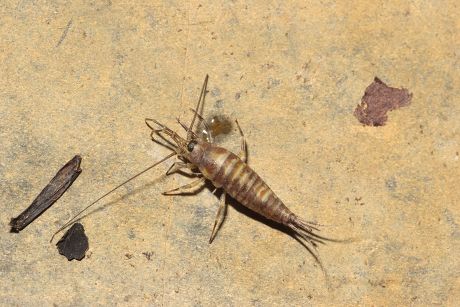 Sea Bristletail Petrobius Maritimus Adult On Editorial Stock Photo ...