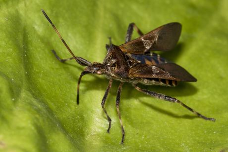16 Coreidae Stock Pictures, Editorial Images and Stock Photos ...