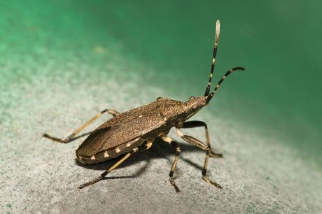 Spurge Bug Dicranocephalus Medius Adult Basking Editorial Stock Photo ...