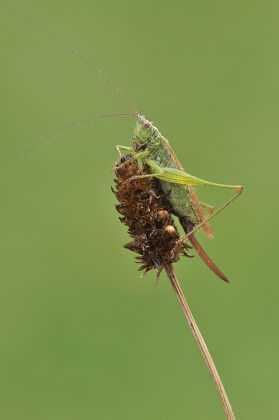 Longwinged Conehead Conocephalus Discolor Adult Female Editorial Stock ...