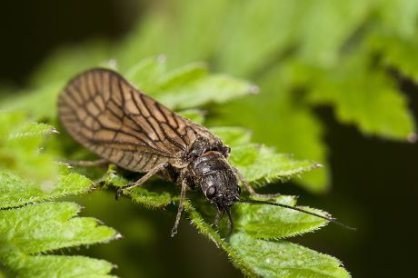 6 Alderfly Stock Pictures, Editorial Images and Stock Photos | Shutterstock