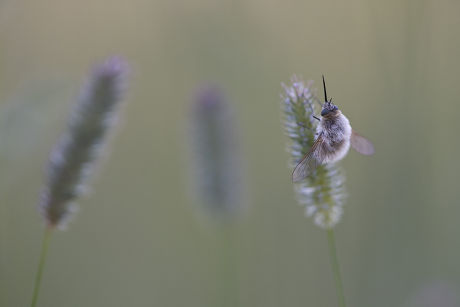 Common Beefly Bombylius Major Adult Resting Editorial Stock Photo ...
