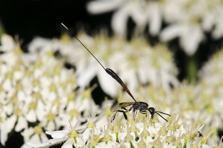 Parasitic Wasp Gasteruption Jaculator Adult Female Editorial Stock ...