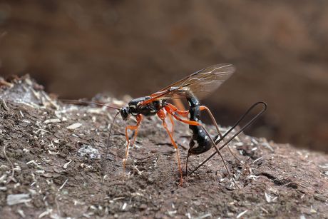 4 Ovipositors Stock Pictures, Editorial Images and Stock Photos ...