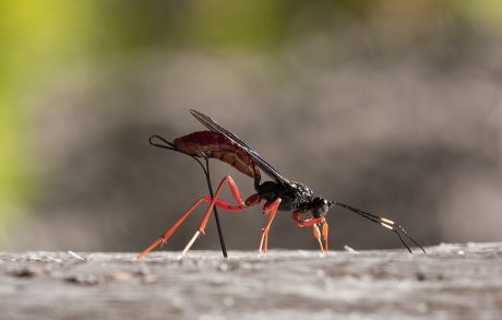 4 Ovipositors Stock Pictures, Editorial Images and Stock Photos ...