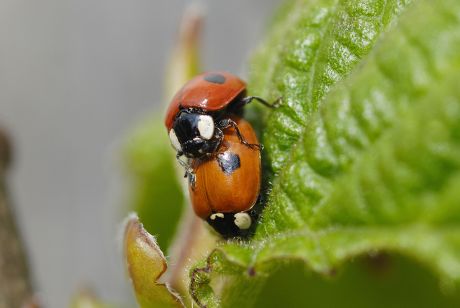 Twospotted Ladybird Adalia Bipunctata Adult Pair Editorial Stock Photo ...