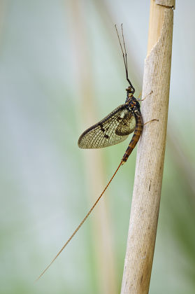 5 Ephemeridae Stock Pictures, Editorial Images and Stock Photos ...