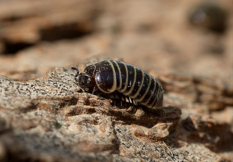 Common Pill Millipede Glomeris Marginata Adult Editorial Stock Photo - Stock Image | Shutterstock