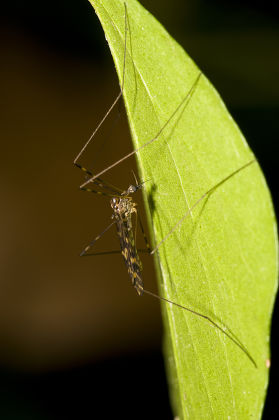 Banded Mosquito Culiseta Annulata Adult Resting Editorial Stock Photo ...