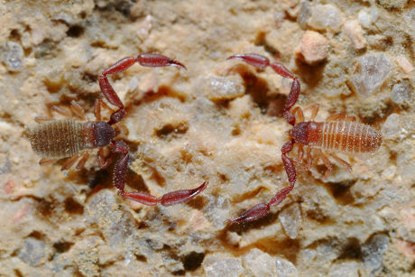4 Pseudoscorpions Stock Pictures, Editorial Images and Stock Photos ...
