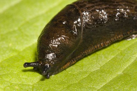 Great Black Slug Arion Ater Reddish Editorial Stock Photo - Stock Image ...