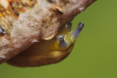 Yellow Slug Limax Flavus Adult Crawling Editorial Stock Photo - Stock ...