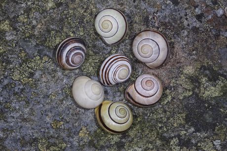 Grove Snail Cepaea Nemoralis Seven Adults Editorial Stock Photo - Stock ...
