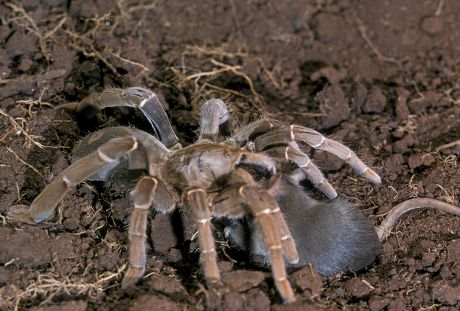 Baboon Spider Citharischius Sp Adult Freshly Editorial Stock Photo ...