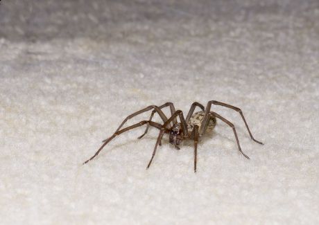 Cardinal Spider Tegenaria Parietina Adult Standing Editorial Stock ...