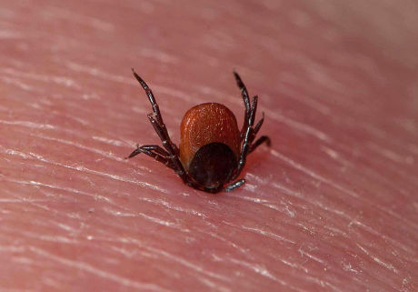 Tick Acarina Sp Adult Feeding On Editorial Stock Photo - Stock Image ...