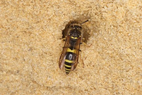 Mason Wasp Ancistrocerus Parietum Adult Burrowing Editorial Stock Photo ...