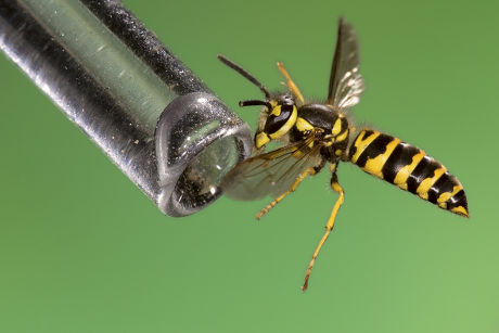 Yellowjacket Vespinae Sp Adult Flight Feeding Editorial Stock Photo ...