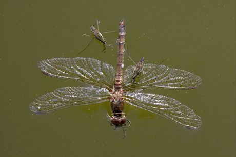 29 Striders Stock Pictures, Editorial Images and Stock Photos ...