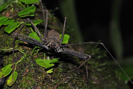 20 Tree trunk spiders Stock Pictures, Editorial Images and Stock Photos ...