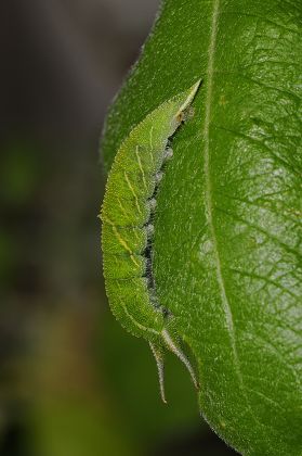 Purple Emperor Apatura Iris Larva Feeding Editorial Stock Photo - Stock ...