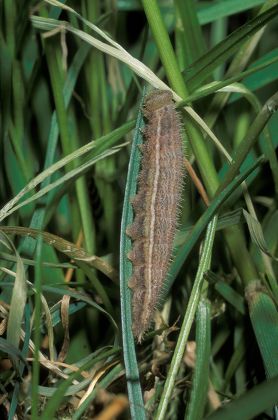 Gatekeeper Pyronia Tithonis Caterpillar Feeding On Editorial Stock ...