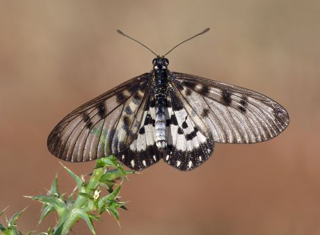 Glasswing Acraea Andromacha Adult Feeding Flower Editorial Stock Photo ...
