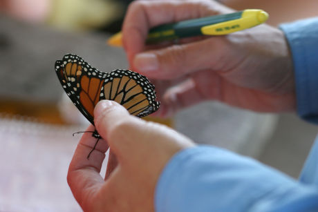 30 Monarch butterfly tagging Stock Pictures, Editorial Images and Stock ...