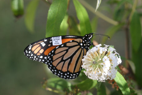30 Monarch butterfly tagging Stock Pictures, Editorial Images and Stock ...